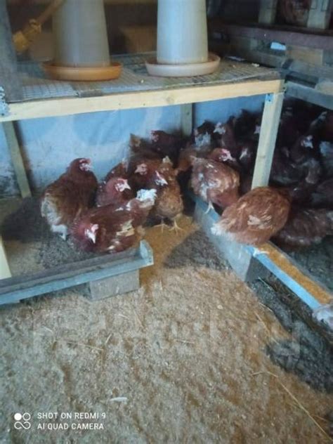 Продам кур породы Ломан Браун - Птицы в Уссурийске