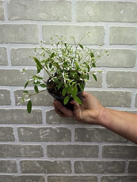 Drobnocvetni Mleček Vrtnarstvo Golob