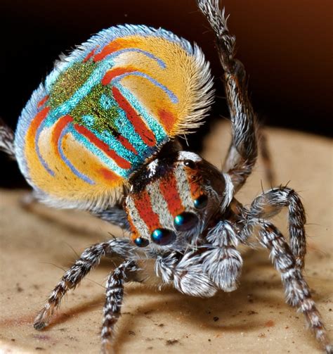 10 Utterly Bizarre Spider Species