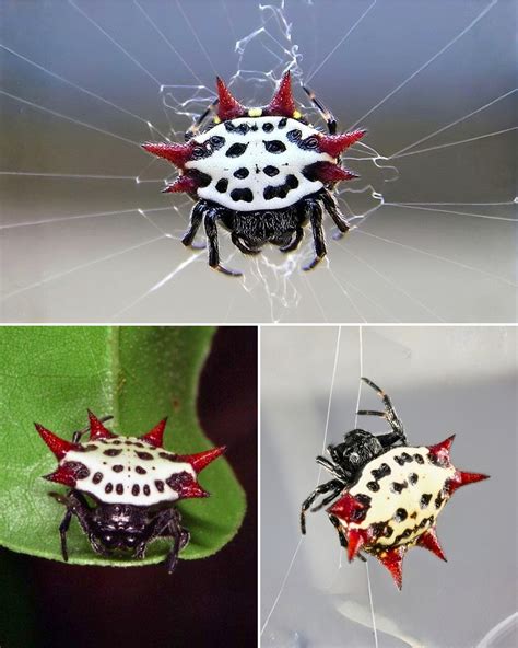1 Minute 🔥 This Is The Spiny Orb Weaver A Spider With Built In