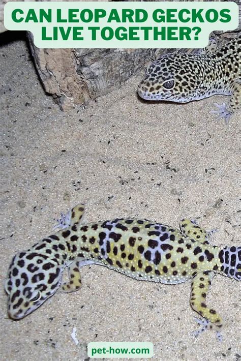 Can A Leopard Gecko Survive Outside at Cristal Lawrence blog