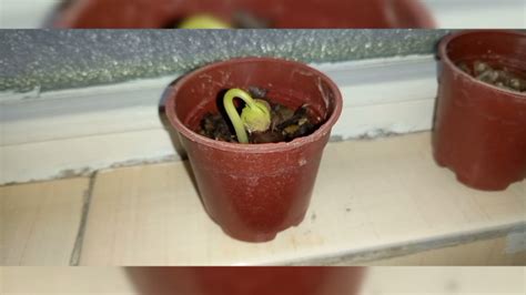 جوانه زدن دانه لوبیا