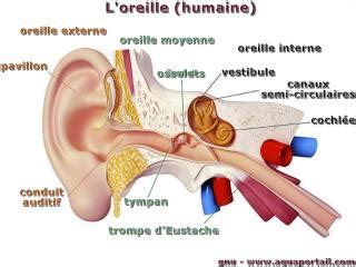Oreille Moyenne Définition Et Explications