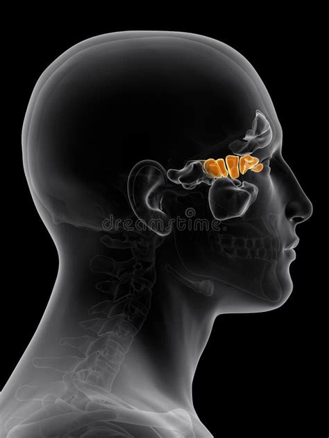 The Ethmoid Sinus Stock Illustration Illustration Of Anatomy 57843087