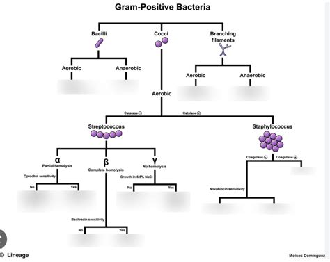 Gram Positive Diagram Quizlet