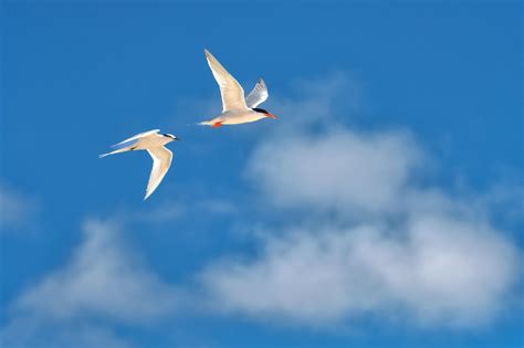 Bird Tern Flying Blue Free Photo On Pixabay Pixabay