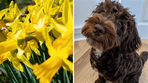 Daffodil Intoxication Dog At Stephen Jamerson Blog