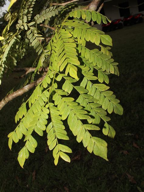 Jacaranda Caucana Arboretum