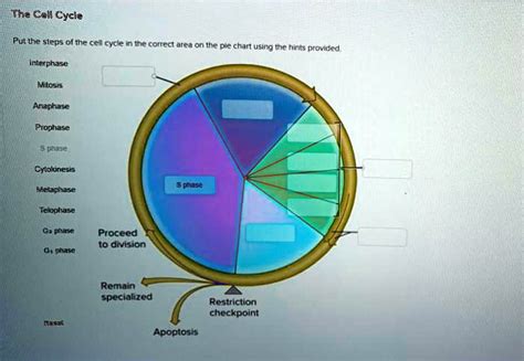 Solved The Cell Cycle Put The Steps Of The Cell Cycle In The Correct