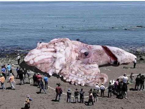 Giant Squids Found