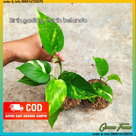 Jual Bunga Sirih Gading Epipremnum Aureum Shopee Indonesia