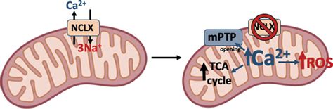 Sodium In Mitochondrial Redox Signaling Pablo Hernansanz Agustín