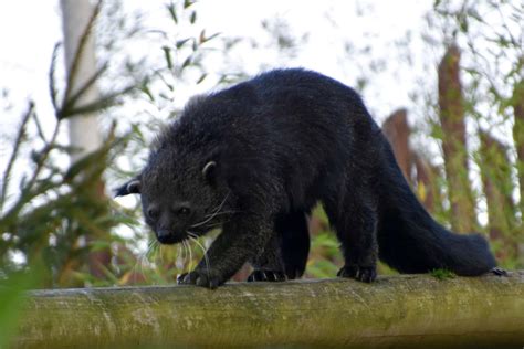 What Does A Bearcat Sound Like At Lilian Dixson Blog