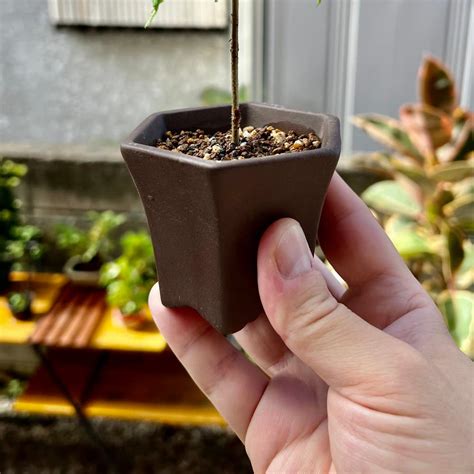 🌳 Step By Step Guide To Stanley Plum Tree Growth