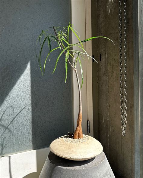Todays Spotlight ️ Brachychiton Rupestris Aka Queensland Bottle Trees
