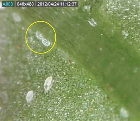 Watch For Broad Mite Symptoms Greenhouse Industry Roundtable Of The