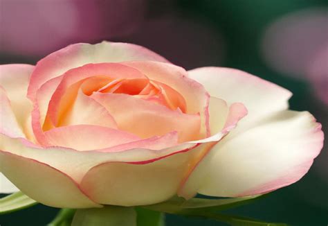 Shes Prettier Than Me Meaning Of Number