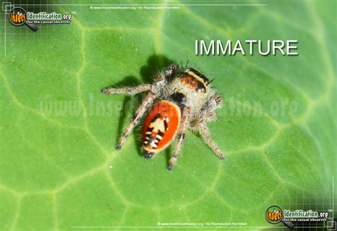 Johnson Jumping Spider
