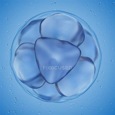 Illustration Of 8 Cell Stage Egg On Blue Background — Molecular