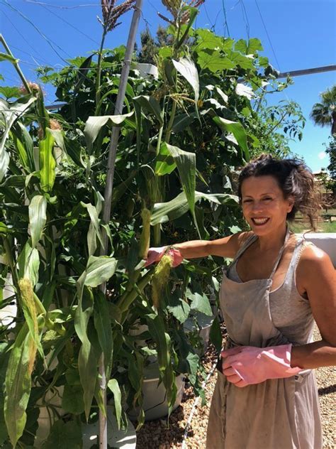 Tower Garden Corn Hydroponic Corn Aeroponic Corn