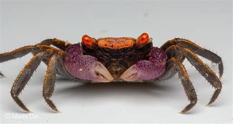 Geosesarma Tiomanicum Disco Vampire Crab Mantis Den
