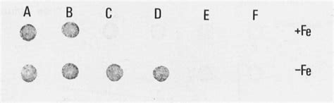 Example Of The Solid Phase Dot Enzyme Assay Illustrating The