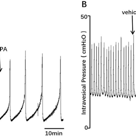 Representative Cystometrogram Of Control A N 8 And Cystitis B
