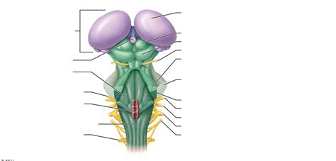 Posterior Brain Stem Diagram Quizlet