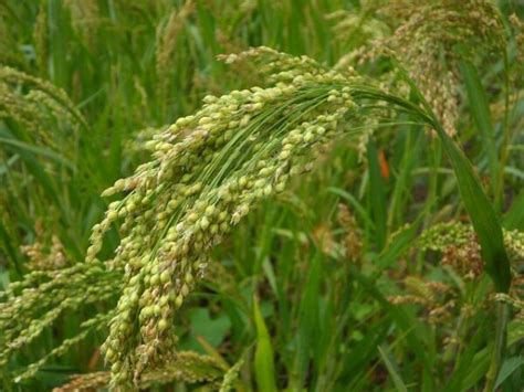 Small Millets For Food And Nutritional Security The Global Plant
