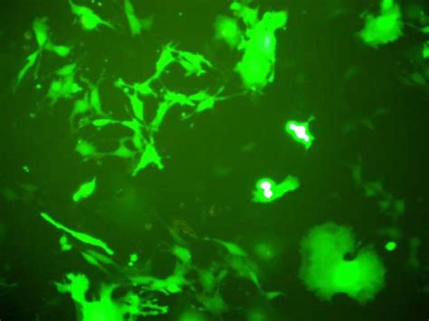 Nepa21 Primary Mef Mouse Embryonic Fibroblasts Transfection Efficiency 85 Per Cent