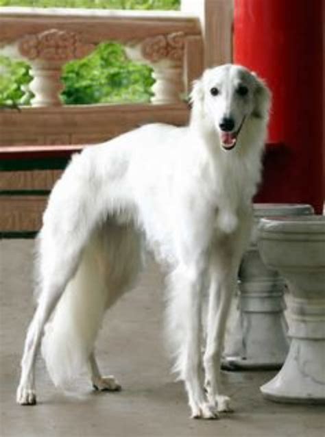 Silken Windhound Vs American Bully Breed Comparison