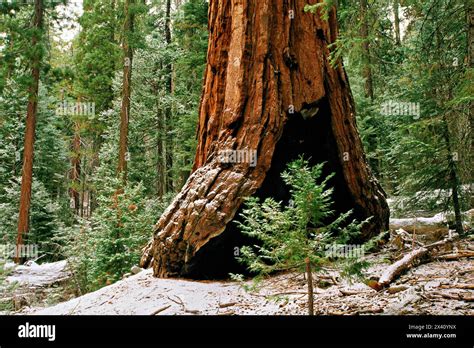 Snow Dusted Giant Sequoia Tree Sequoiadendron Giganteum Located In The Southern Portion Of