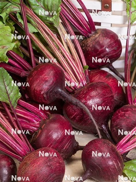Beta Vulgaris Var Vulgaris Swekla F1