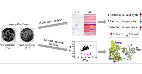 Aspergillus Flavus Life Cycle