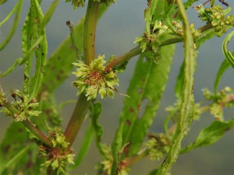 Marsh Dock Rumex Palustris Easyscape Plant Profile
