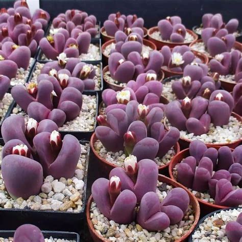 35 Types Of Popular Lithops Pictorial Guide