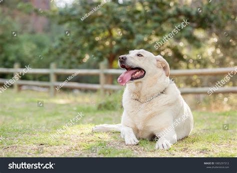 Fat Labrador Photos Images And Pictures Shutterstock