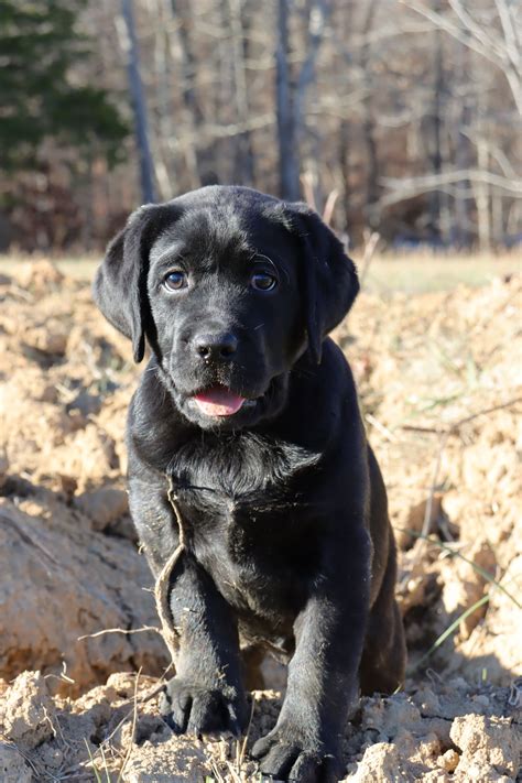 Ashland Labrador Retrievers And German Shorthaired Pointers Future Stars