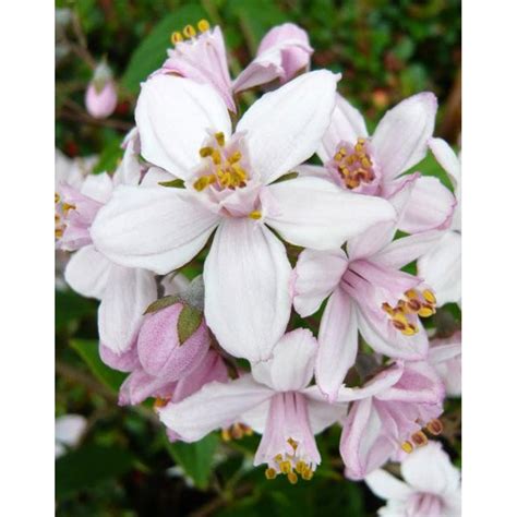 Купить Дейцию гибридную Монт Роуз в контейнере в Киеве. Саженцы Deutzia ...
