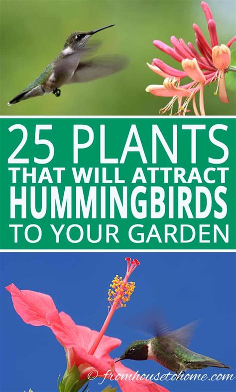 Best Hummingbird Plants Hummingbird Garden