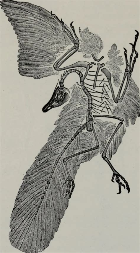All About Archaeopteryx