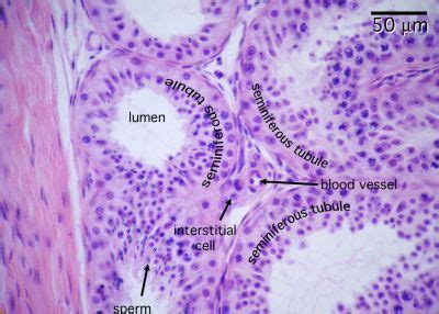 Testes Histology Slides Labeled