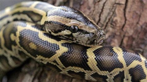 Sering Tertukar Ini Perbedaan Ular Piton Dan Ular Sanca Yang Perlu Anda Tahu
