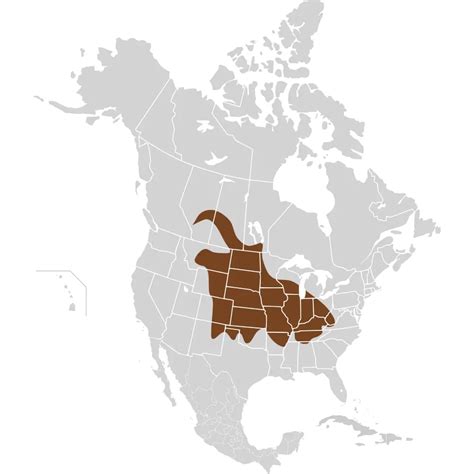 プレーリーハタネズミ Microtus Ochrogaster ガイアノート 世界の動物・生きもの大図鑑