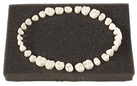 Straight Roots Permanent Teeth Niche Healthcare