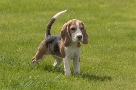 190 Best Beagle Names Thatll Make Your Pup Howl With Pride