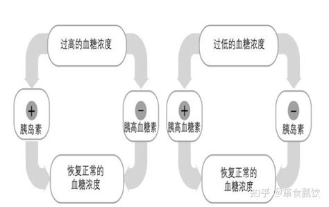体内血糖如何保持稳定的 知乎