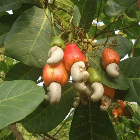 Buy Hot And Sour Flavoured Cashew Online Kaju Thottam Farm Fresh
