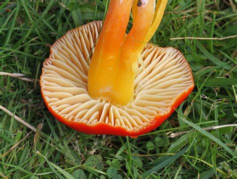 Waxcaps And Other Ancient Grassland Fungi Michael Foley © Splendid