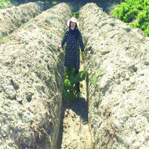Preparation Of The Planting Pit And Prostrate Structure For The Vines